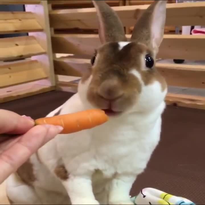 Funny and Cute Baby Bunny Rabbit Videos - Baby Animal Video Compilation-17