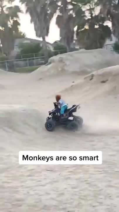 CRAZY MONKEY RIDING A QUADRICLE
