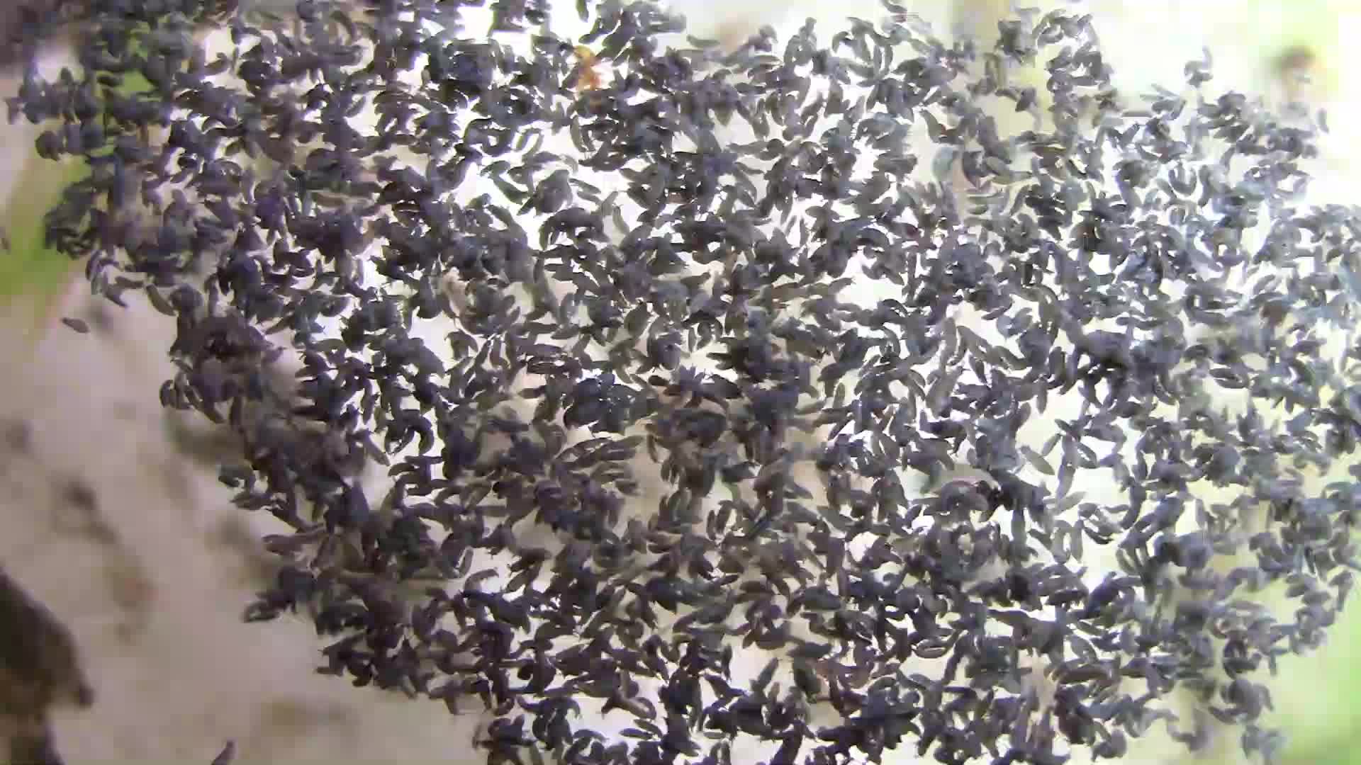 Springtails - You Might Have Thousands Of Them And Not Know It