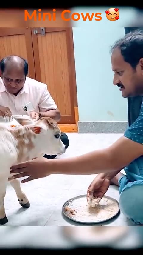 Mini Cows #World's Shotest Cow #miniature Punganuru Cow # Ancient ...