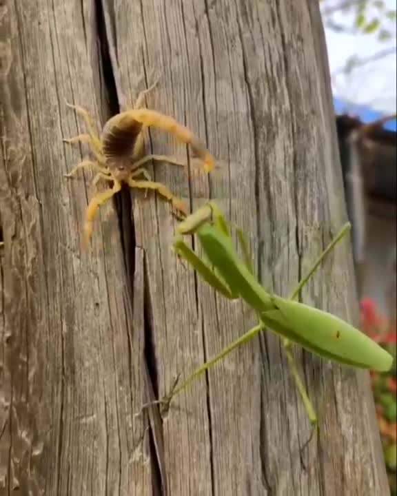 Praying Mantis Vs Scorpion Which One is Powerful-