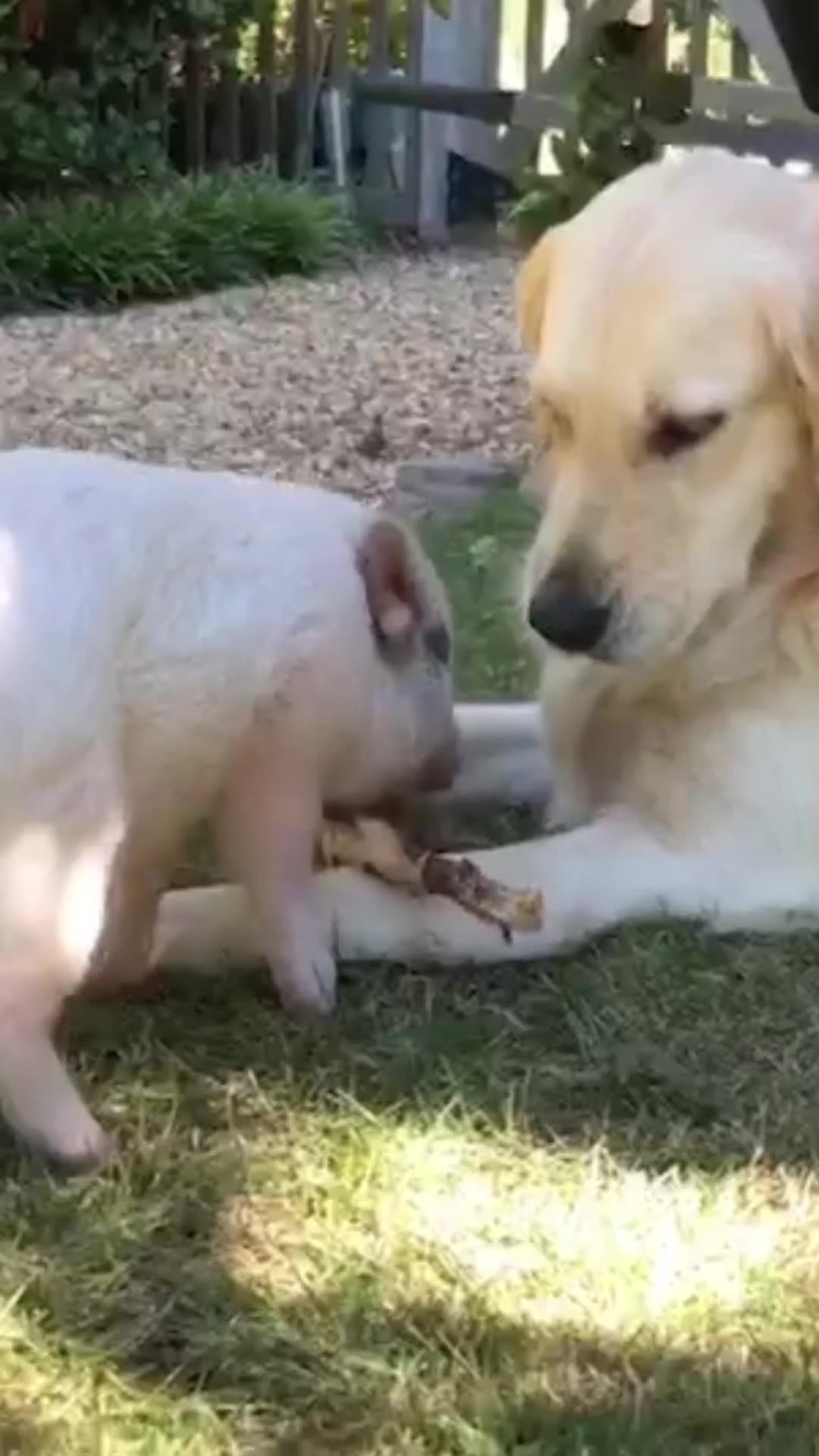 La balada de amor de Luna la cerdita y Nube el perro Sorprendentemente