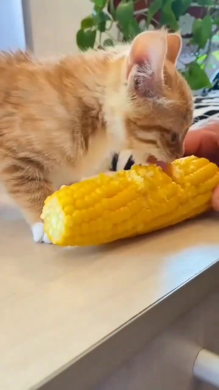 Cat video viral video viral video how are you dog English