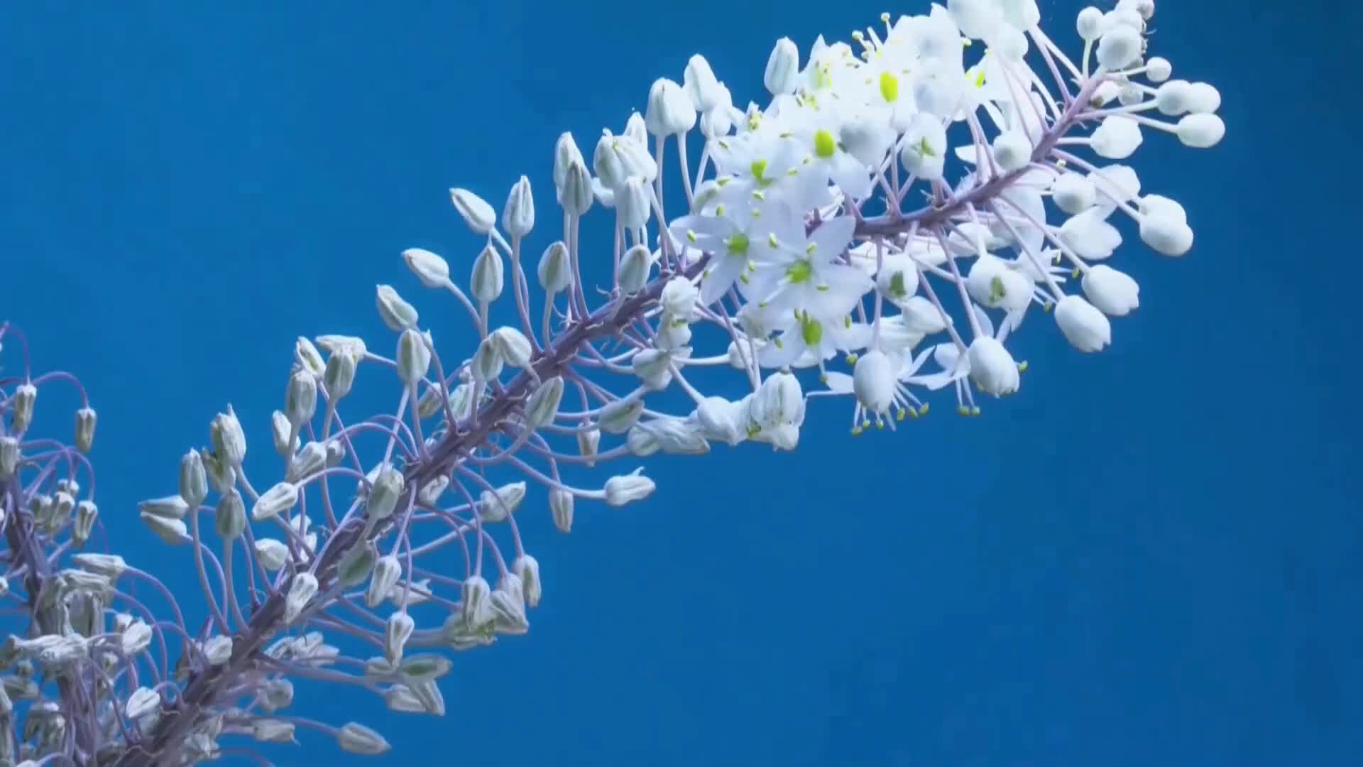Incredible Time Lapse Video Of Flower Blooming