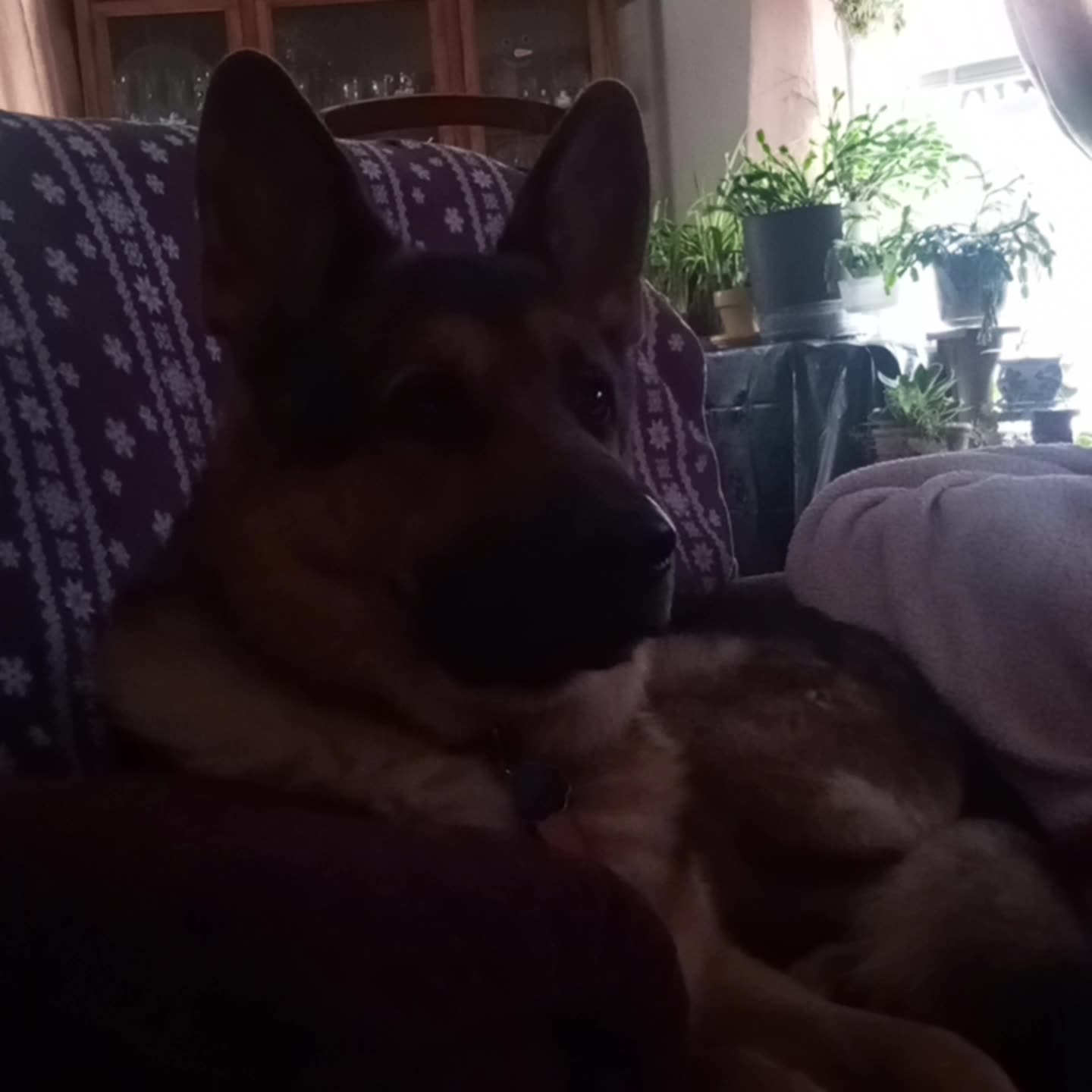 Crying german shepherd!