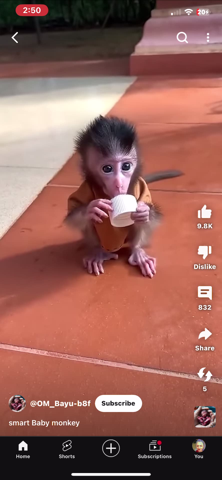 Baby monkey throwing a fit