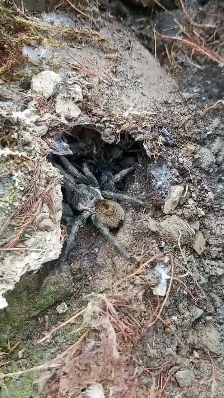 Furry Spider With Scurrying Babies