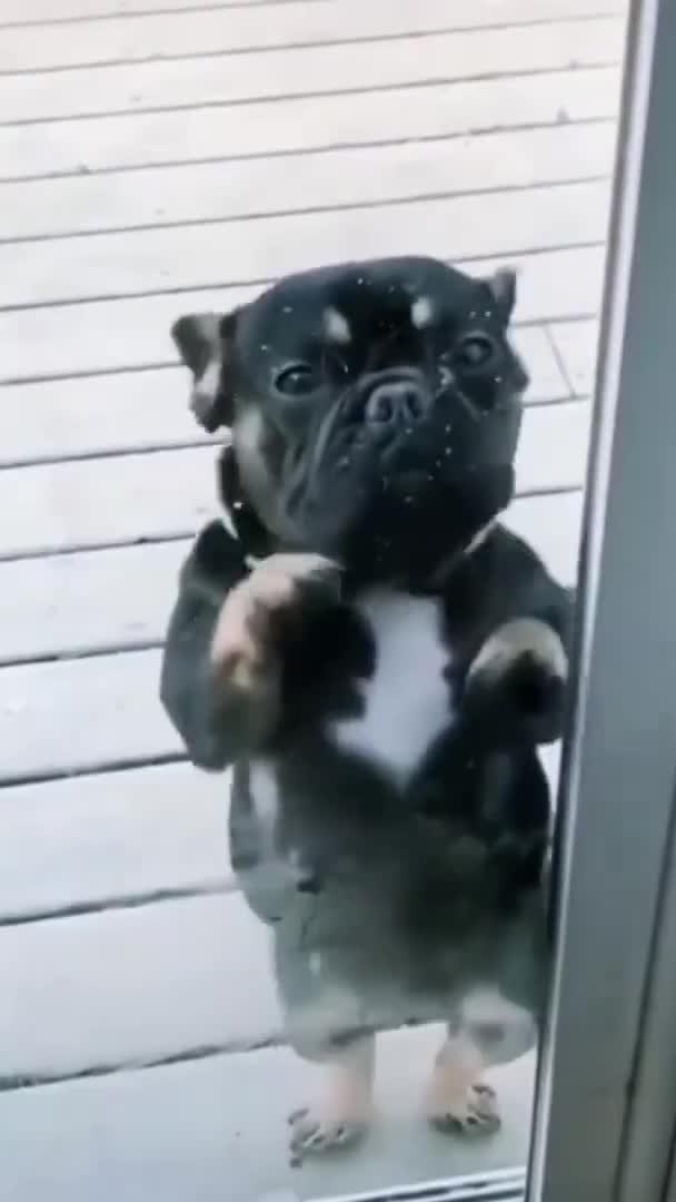 The cutest dogs !!! They will cheer you up with their cute faces