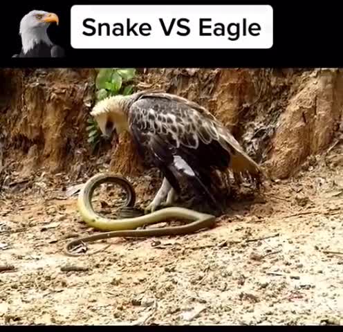 eagle catch snake