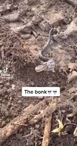 funny snake