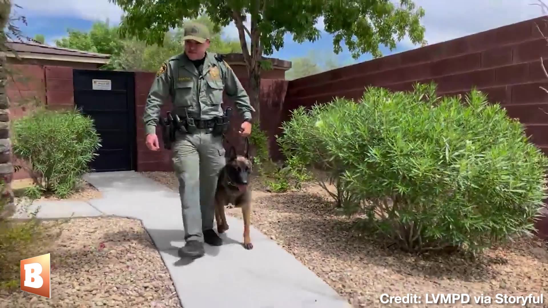 K9 Diko Returns to Work After Recovering from Being Stabbed by Violent ...