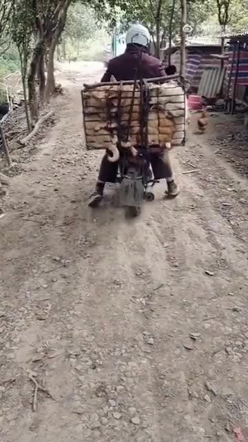 A Chinese dog man taking dogs bred on dog farm to the slaughterhouse