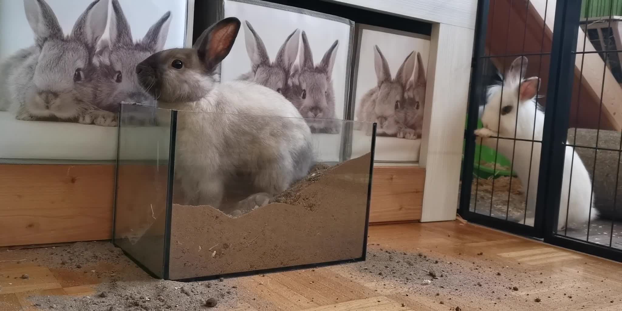 Bunny dig