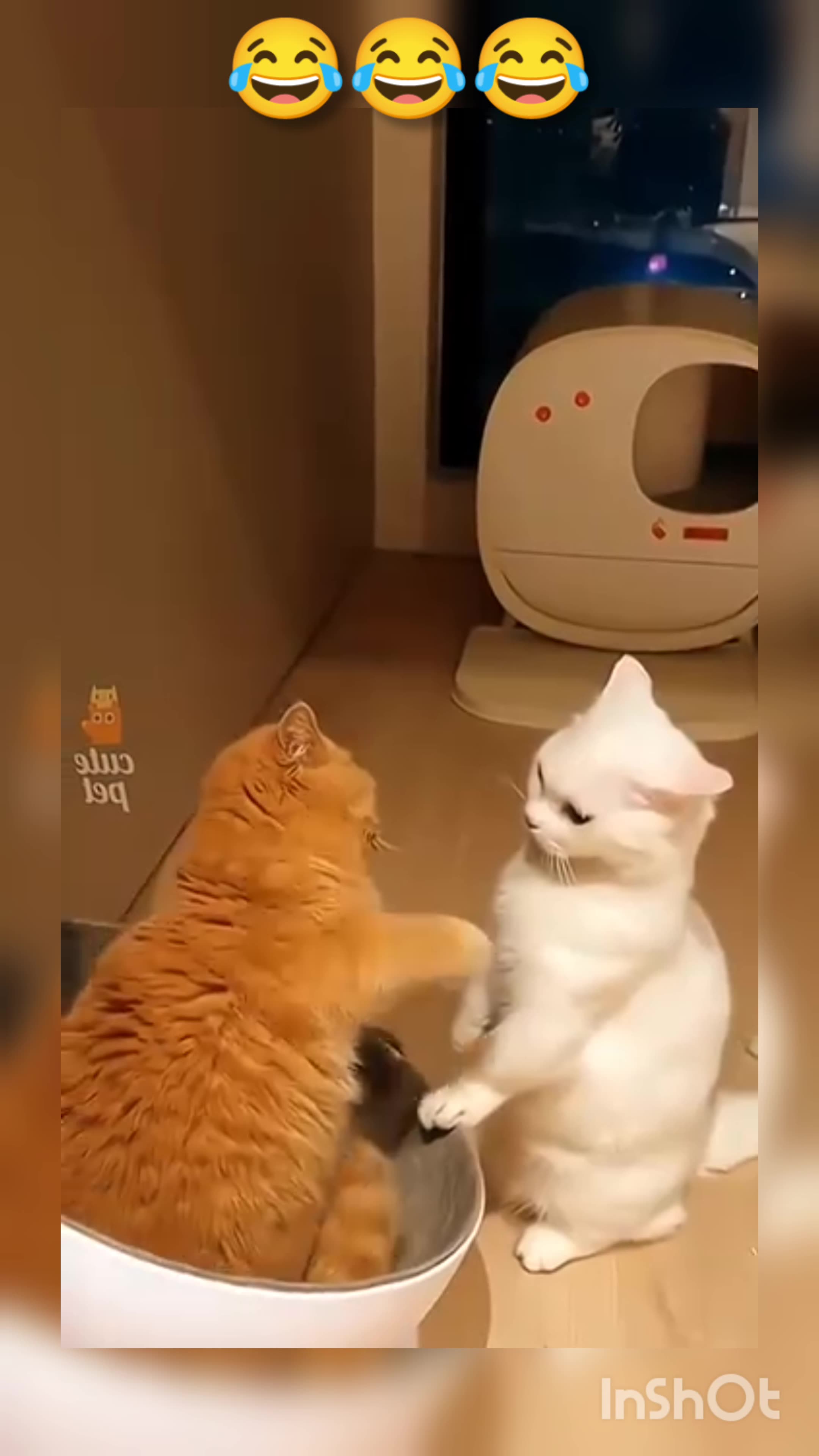 Cat slap to everyone 😂😂 #comedy #slap #cat #cats #viral #trending # ...
