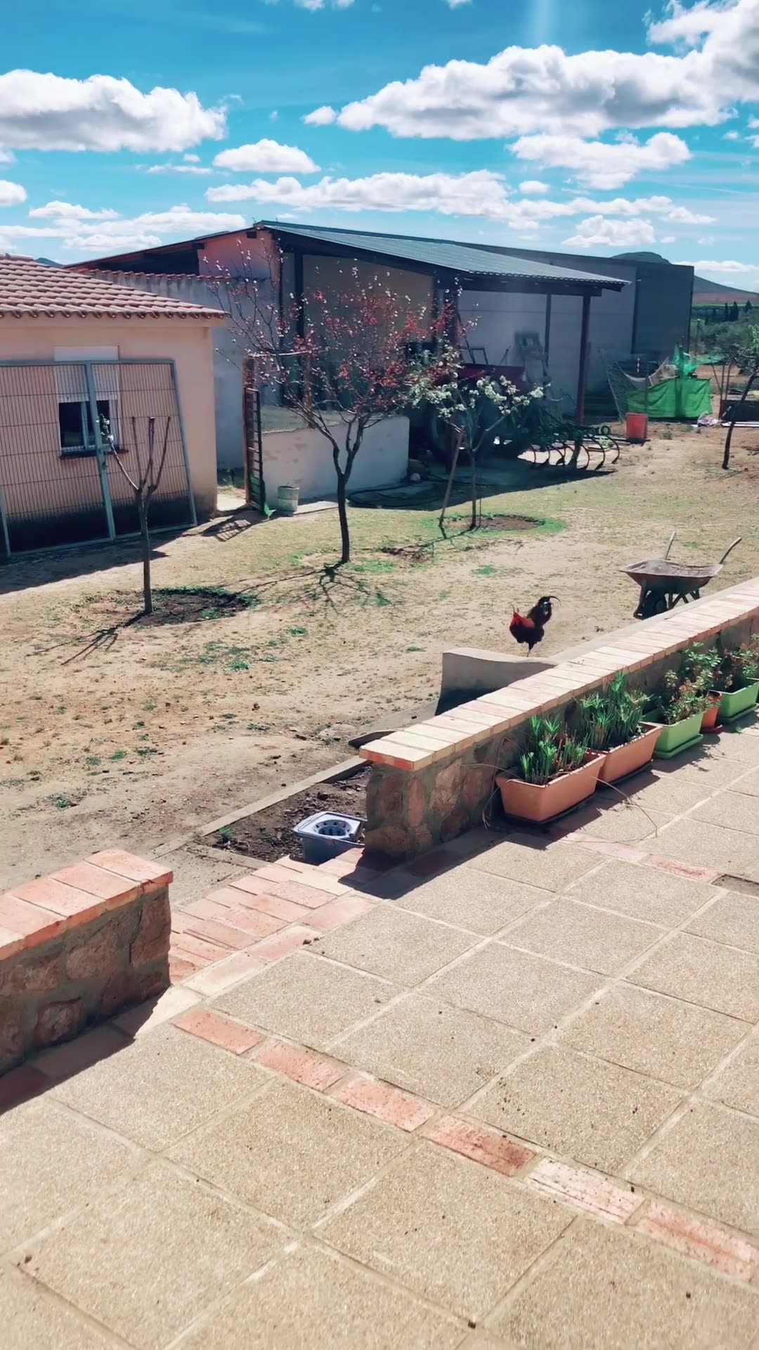 Rooster Excited To See Owner