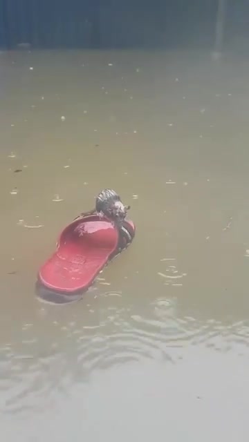 Poor little mouse🛶🛶🐀🐀🐀
