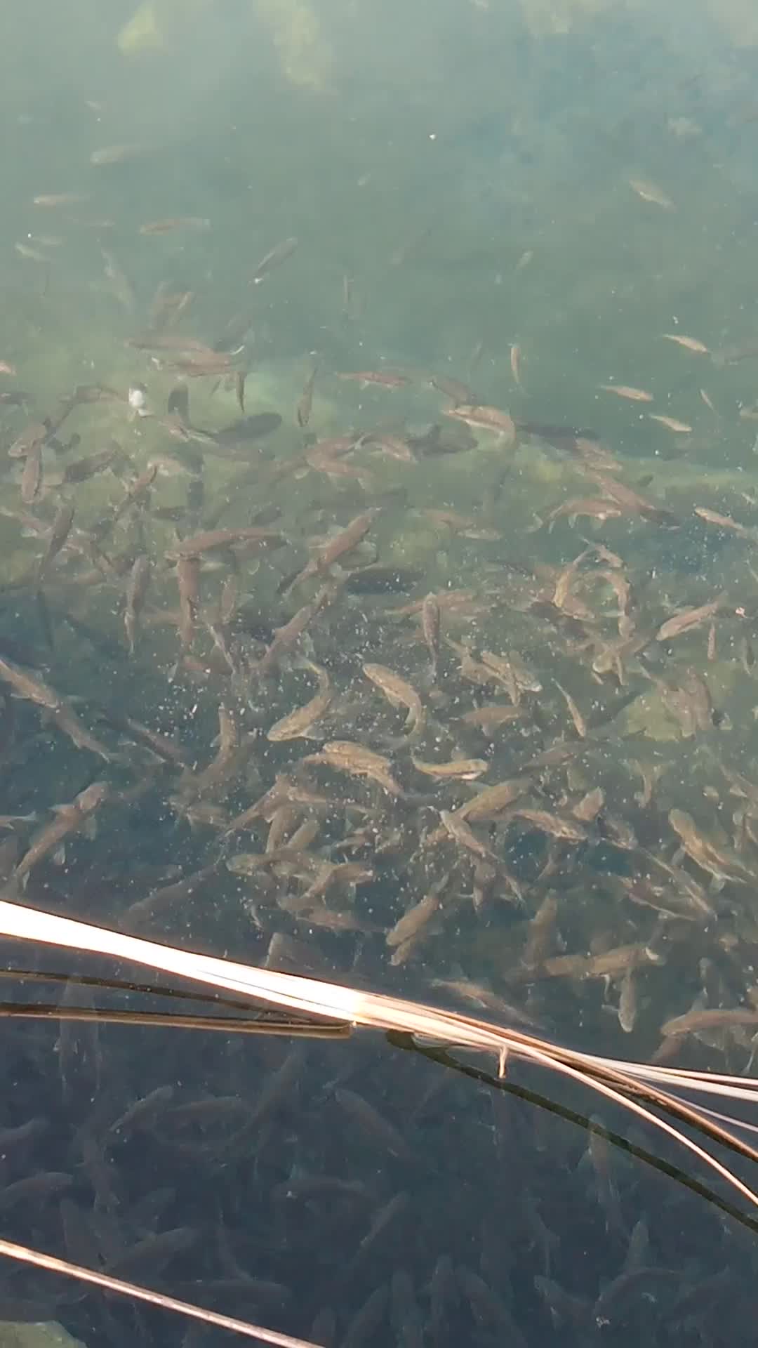 Natural lake and cute fishes