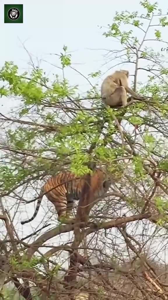 Tiger and monkey on the tree
