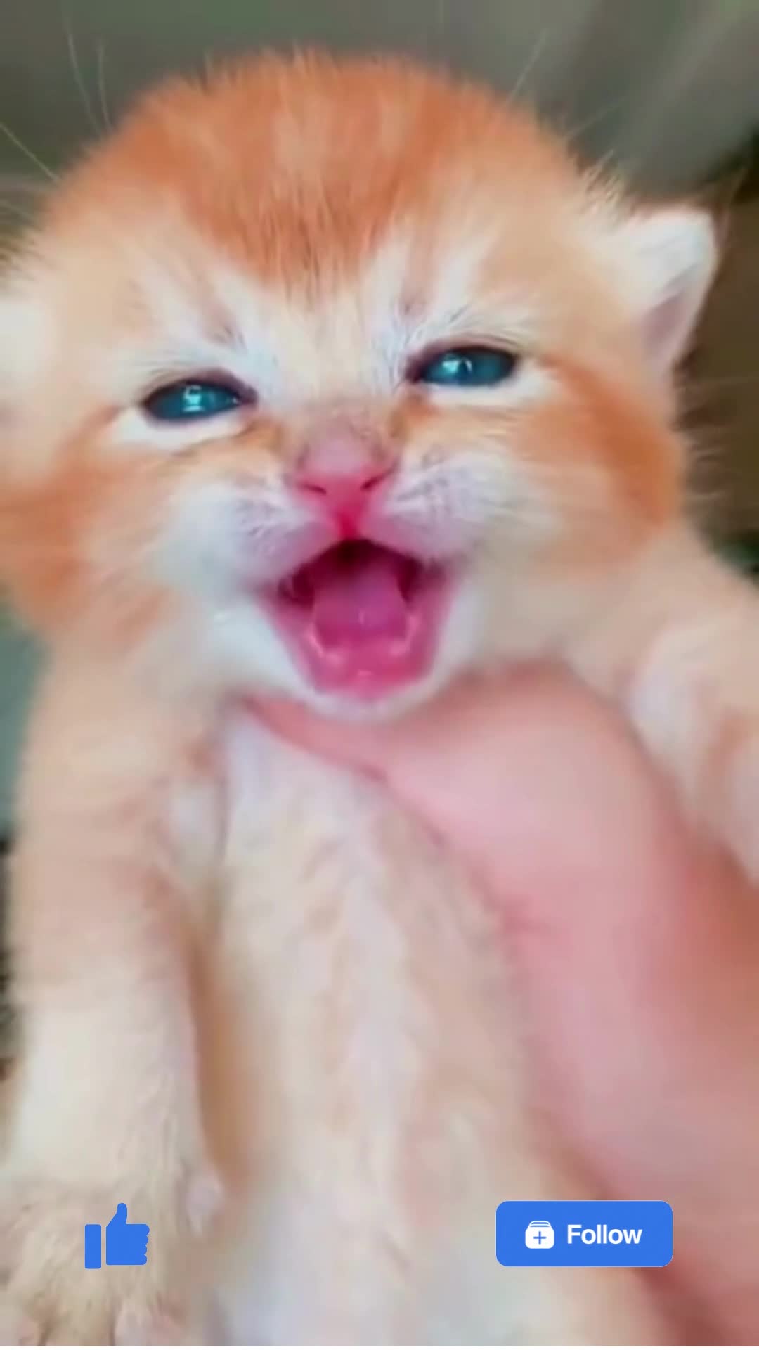 cat crying sound
