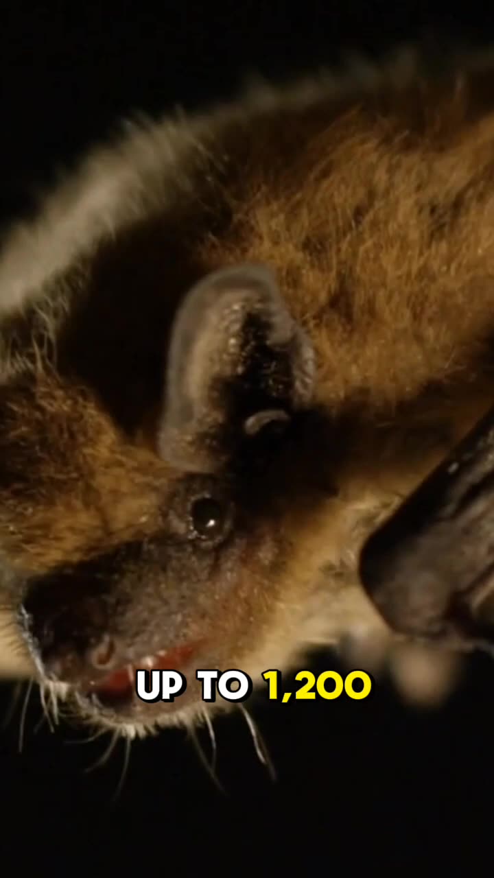 Bats: Fascinating Facts and Everything You Need to Know About These ...