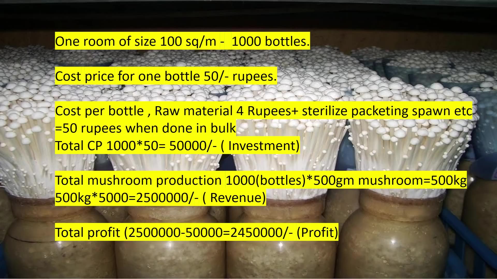 Enoki Mushroom Farming (Enoki Mushroom Cultivation) _ How to grow Enoki ...