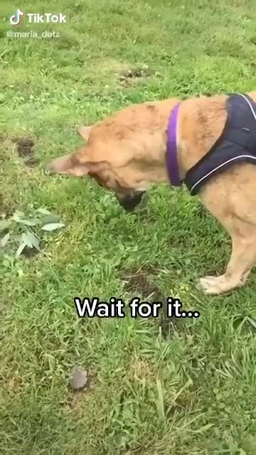 Hilarious dog face plants😂