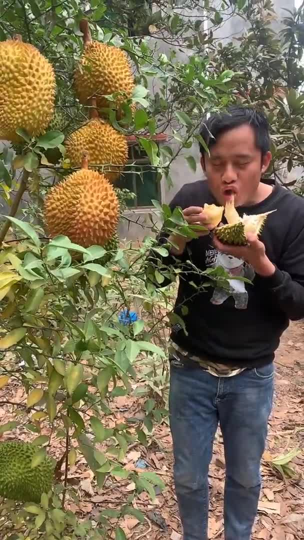 Farm Fresh Ninja Fruit Cutting Desi Satisfying Fruit Ninja Fruit Ideas ...
