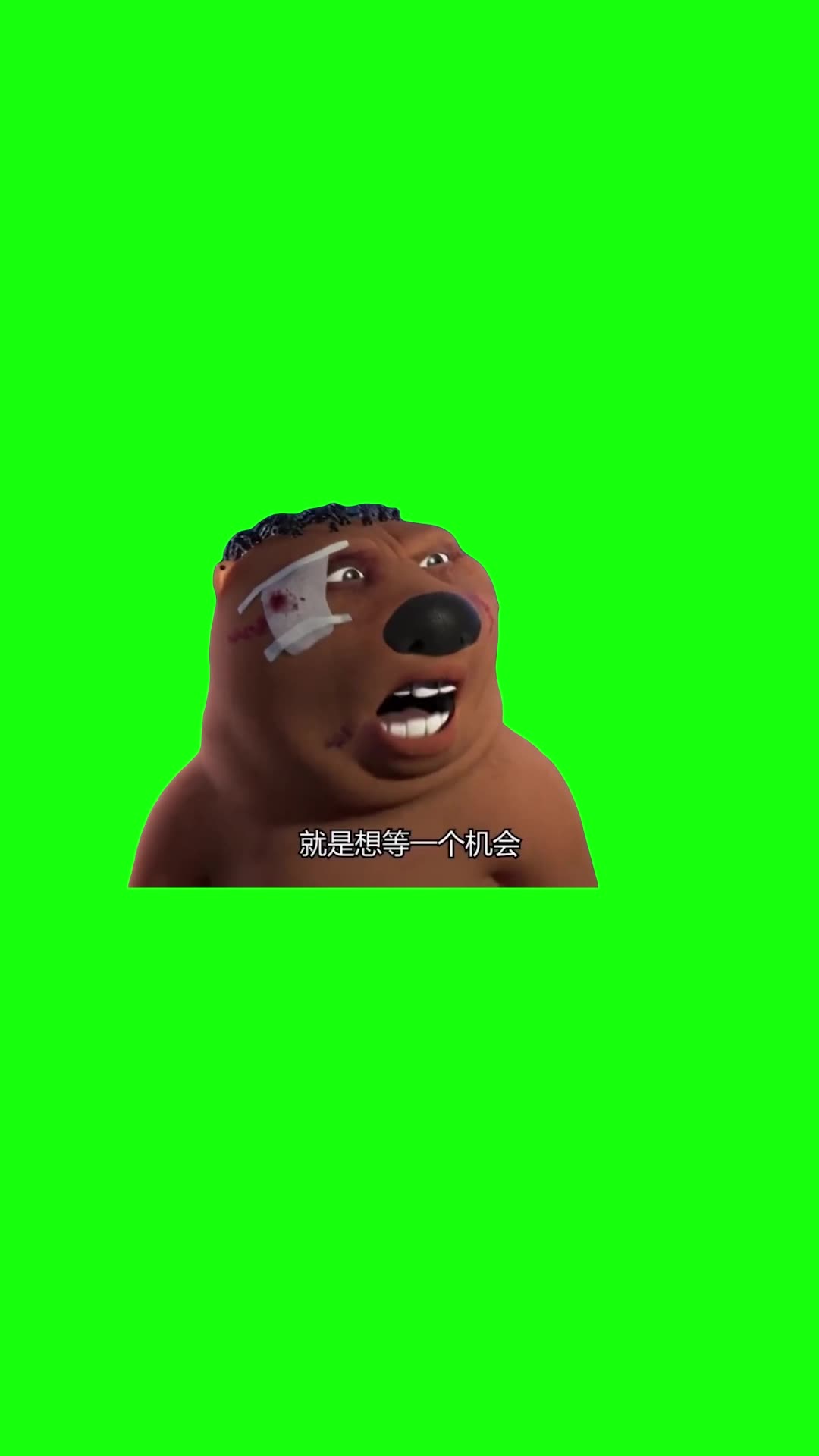 Chinese Beaver Meme | Green Screen