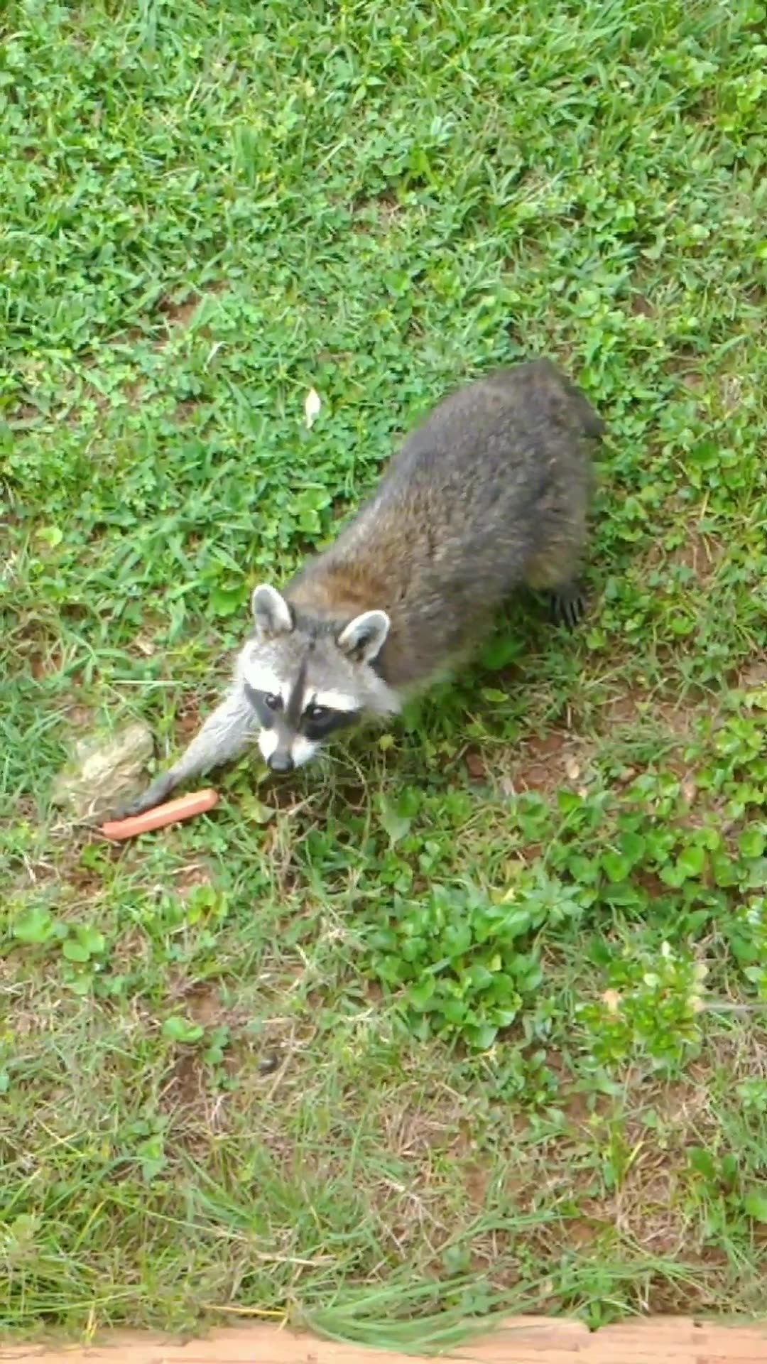 Raccoon came for dinner and seems like the hotdog 🌭