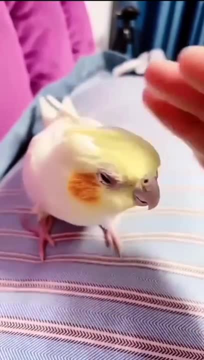 Small cute talking bird
