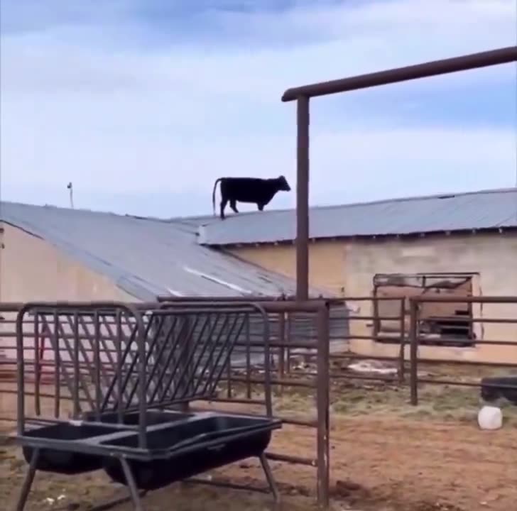 Secret Service Director: “The roof slope was unsafe.” An actual cow 🐄