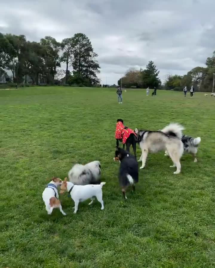 🔥Funniest Dogs will make you laugh all day long | Instagram Reels and ...