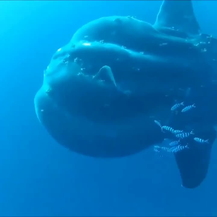 That’s a Giant Sunfish, the largest, heaviest known bony fish in the ...