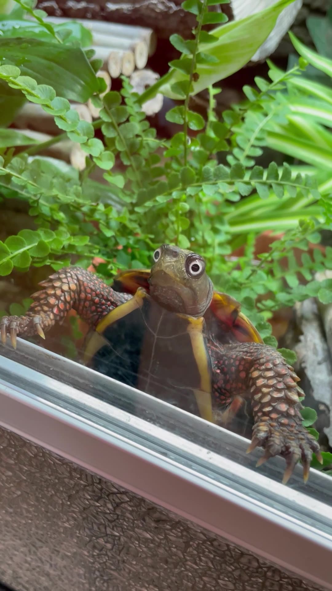 When Your Turtle Is Totally Shell-Shocked