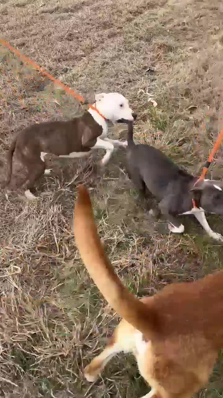 #2 female gray white pittie #6 female brown white pittie #4 male brown ...