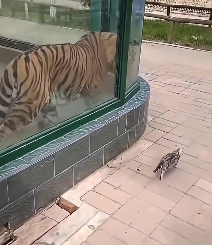 tigers seeing a kitten for the first time