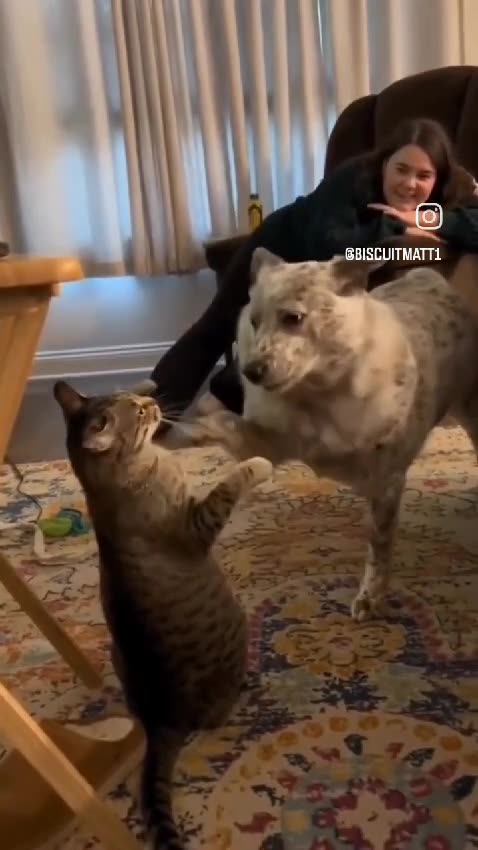 Ever seen a dog slap a cat? No? Then watch this, you'll die laughing! 😂🐶🐱