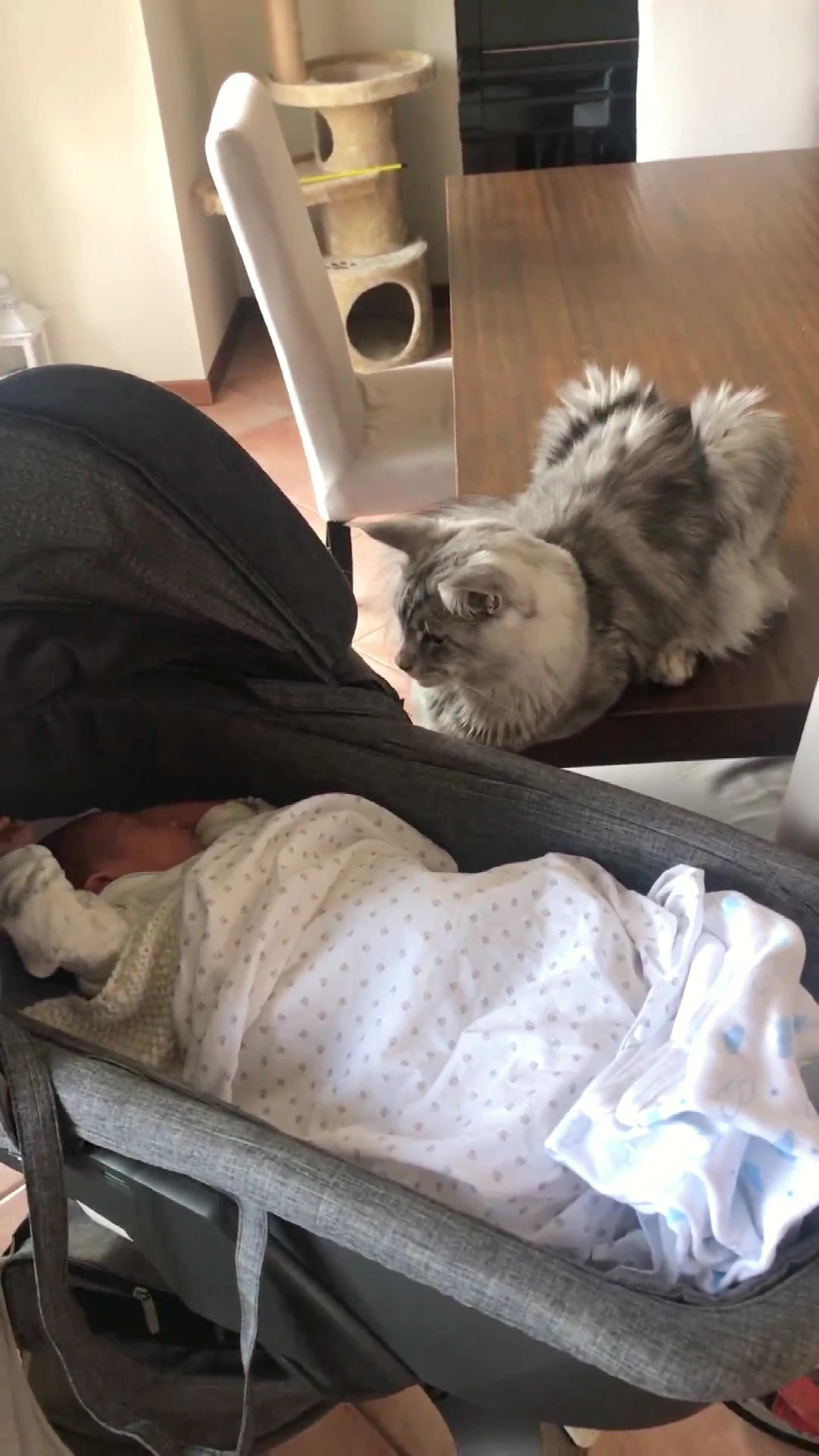 Horus and brother Léon