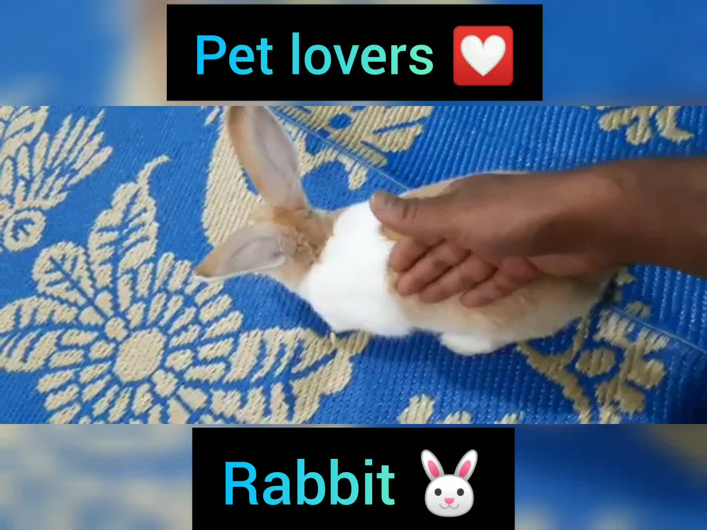 Rabbit 🐰 playing | Indian rabbit
