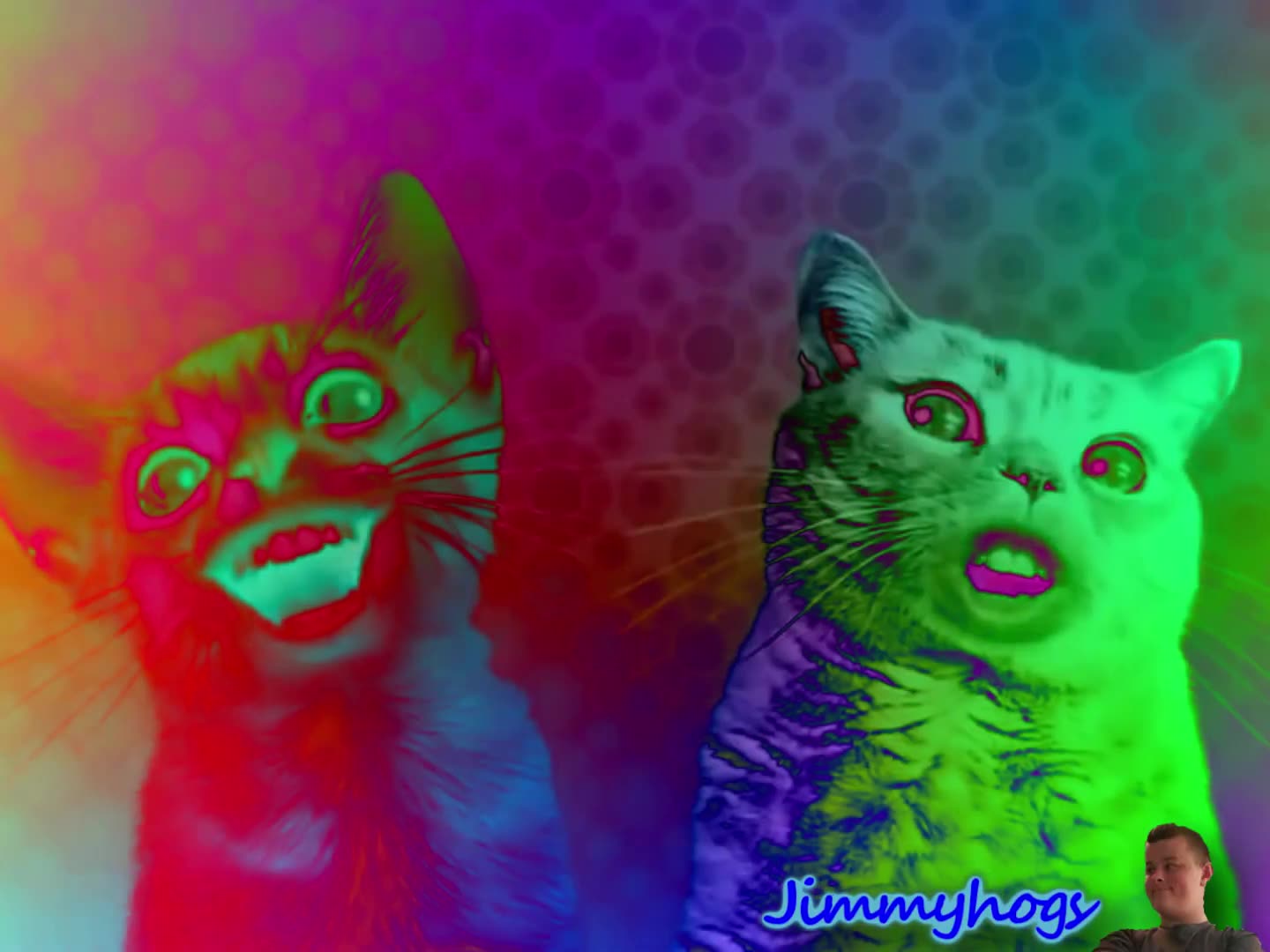 Preview 2 Numa Cat Effects 🐈 😻 🐈‍⬛️ ♥️ ️ 💕 🐈 😻 🐈‍⬛️