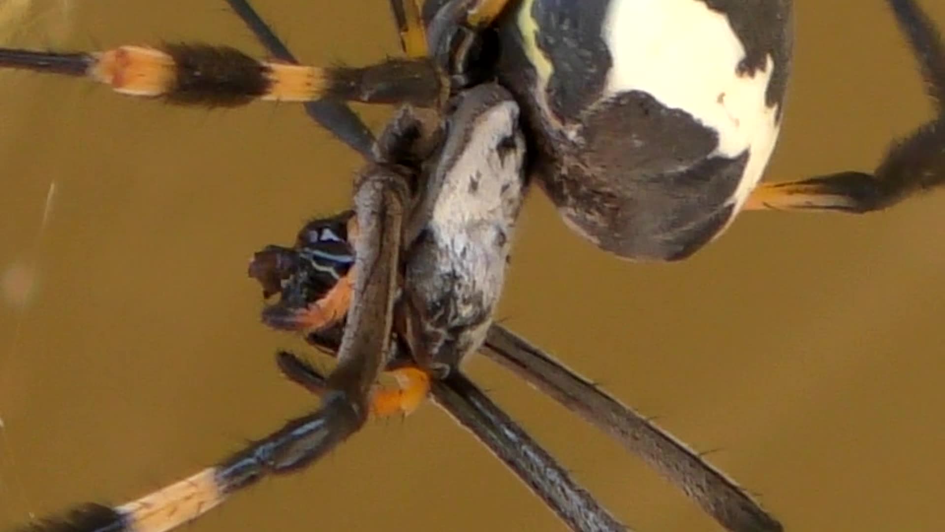 HUGE SPIDER!!!!! SHOULD I KILL IT?? IS IT POISONOUS???? WHAT IS IT ...