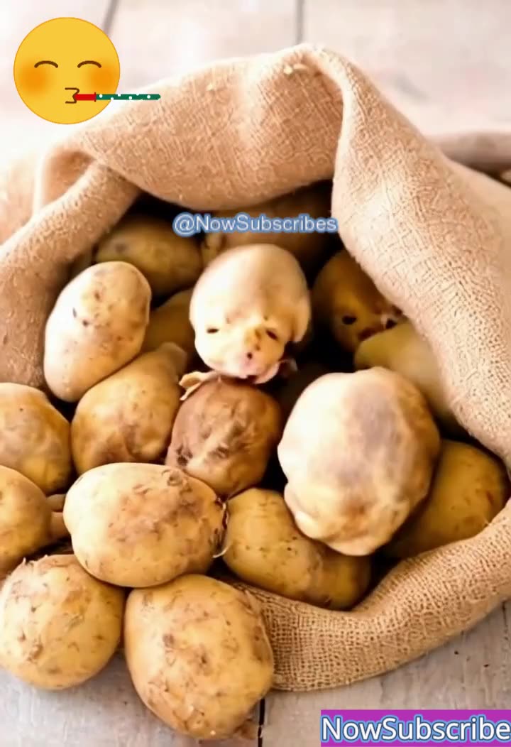 Why these potatoes look like puppies?