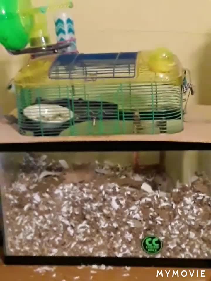 Zoom zoom