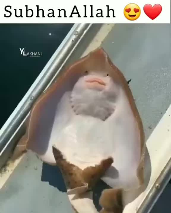 FUNNY FISH TICKLING