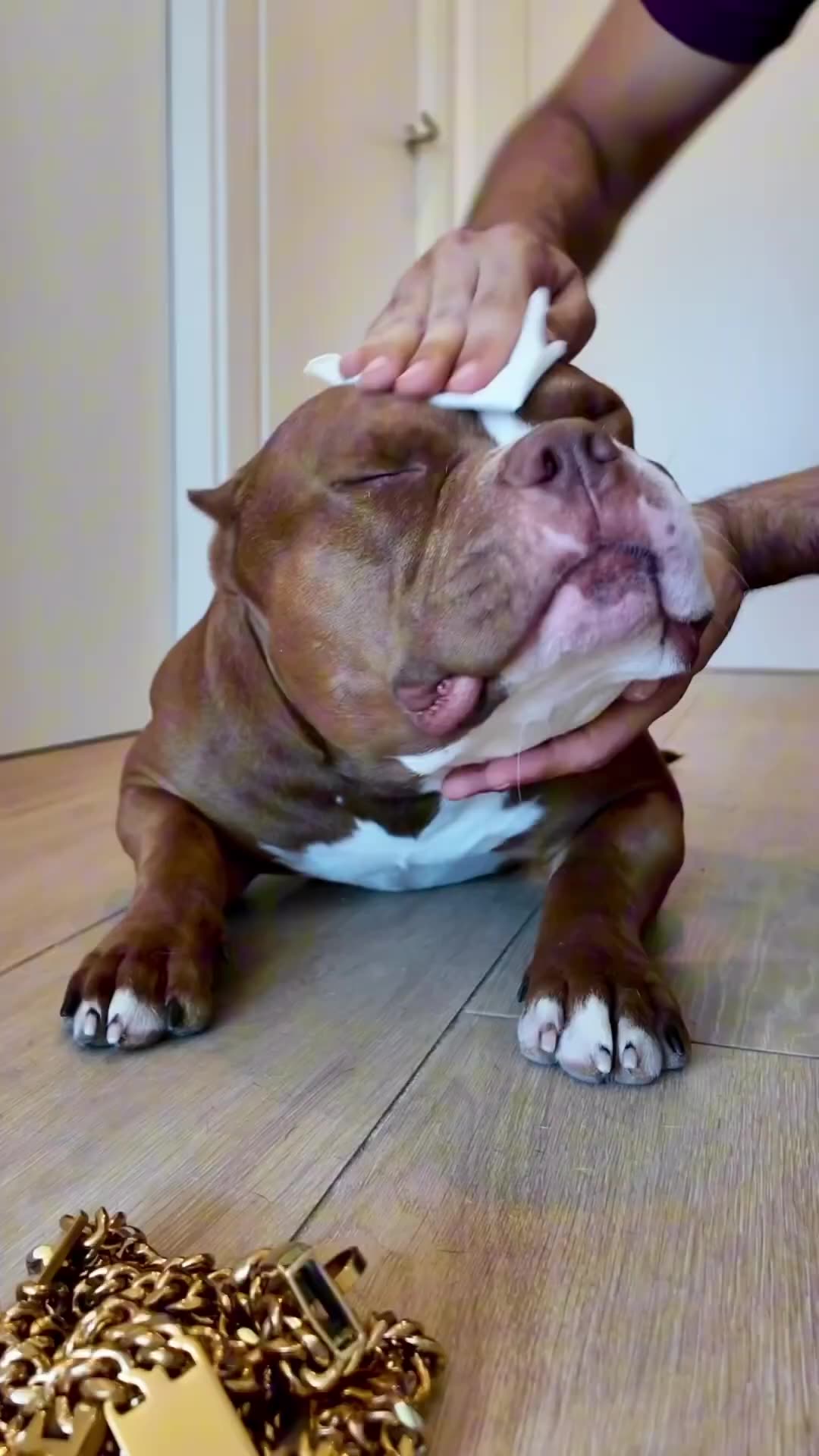 Daily Routine of My Adorable Choco