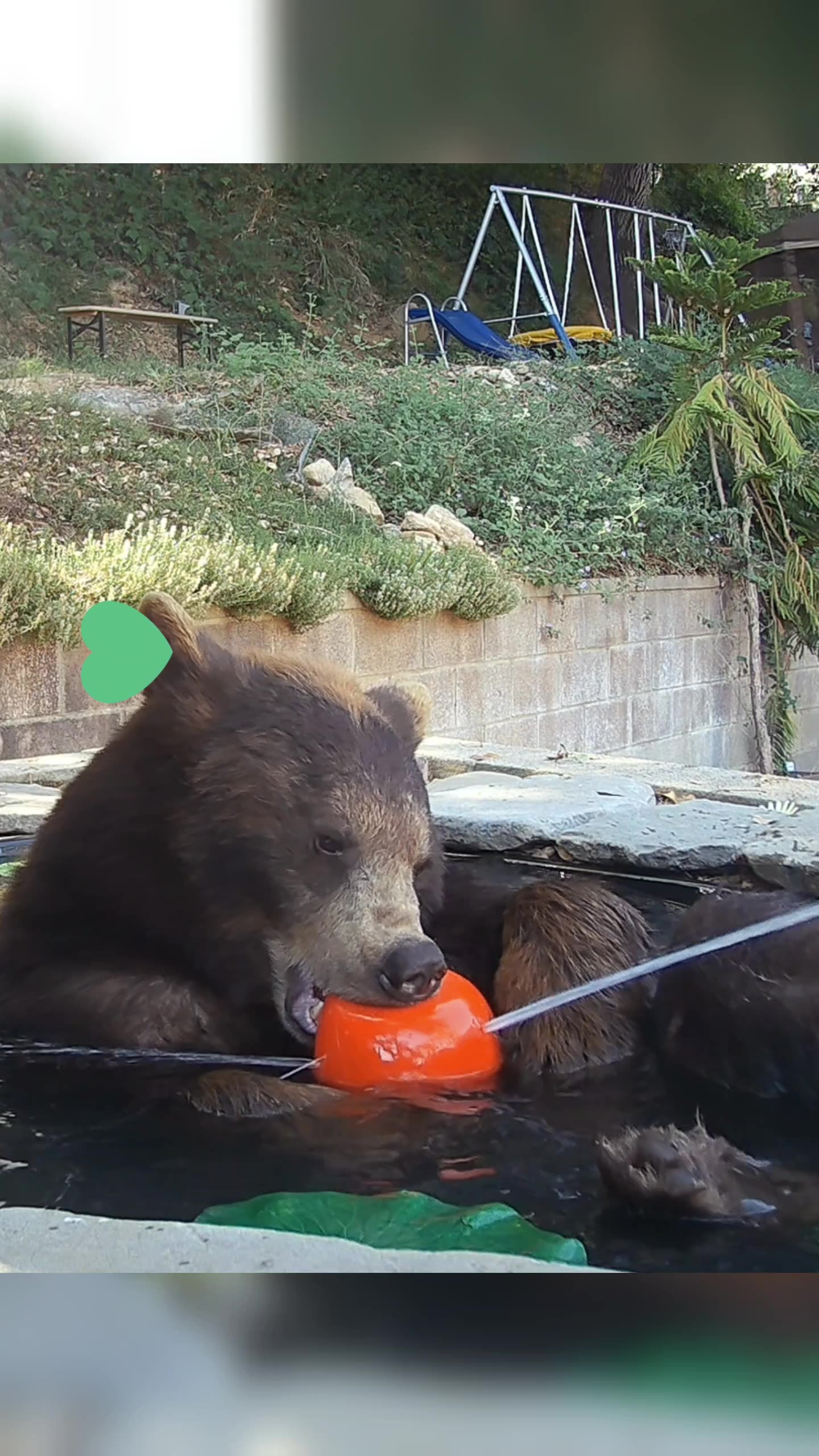 Princess Takes A Trip To The Bear Spa