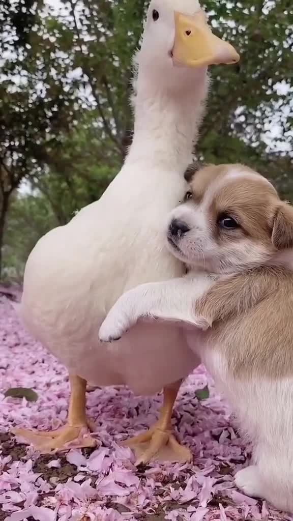 AWW SO CUTE! Cutest baby animals Videos Compilation Cute moment of the ...