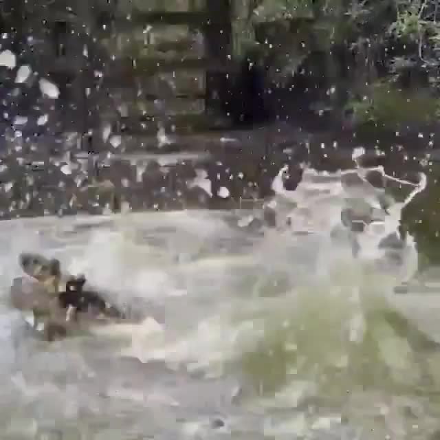 This is a beautiful and charming water-dwelling species