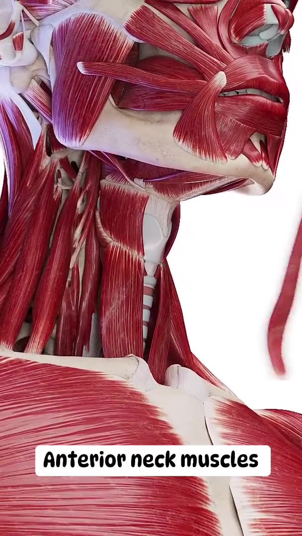Anterior neck muscles
