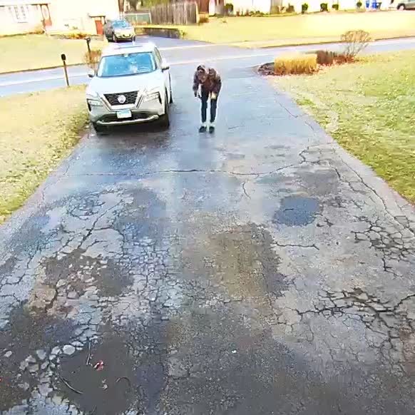 Dogs Watch Human Hit the Driveway